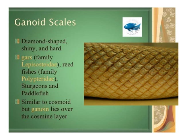 External morphology of fish | PPTX