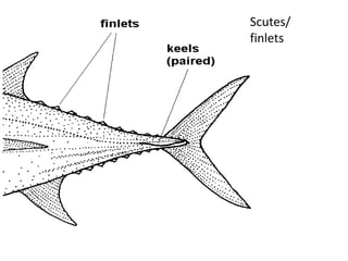 External morphology of fish | PPTX