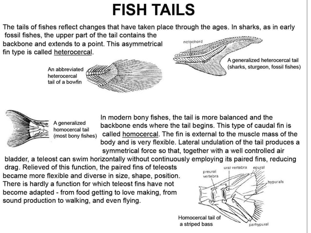 External morphology of fish | PPTX