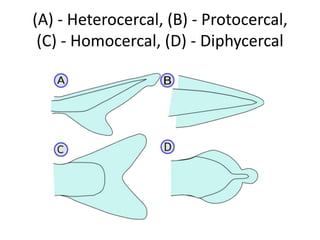 External morphology of fish | PPTX