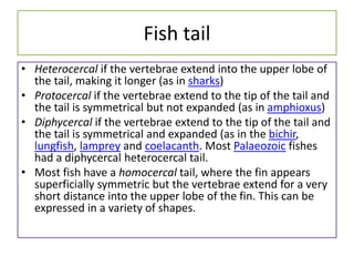 External morphology of fish | PPTX