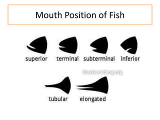 External morphology of fish | PPTX