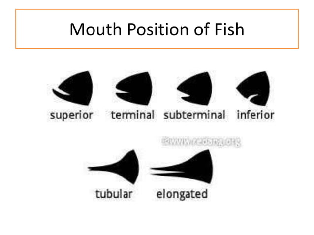 External morphology of fish | PPTX