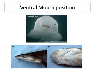 External morphology of fish | PPTX