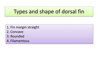 External morphology of fish | PPTX