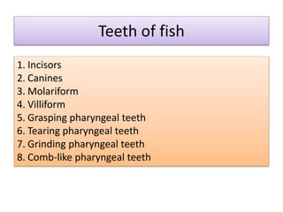 External morphology of fish | PPTX