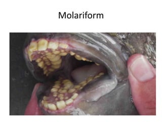 External morphology of fish | PPTX