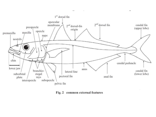 External morphology of fish | PPTX