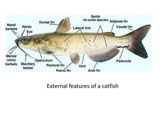 External morphology of fish | PPTX