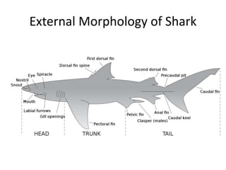 External morphology of fish | PPTX