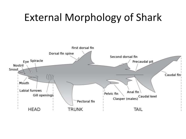 External morphology of fish | PPTX