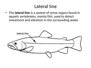 External morphology of fish | PPTX