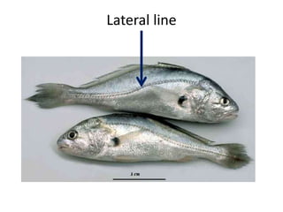 External morphology of fish | PPTX