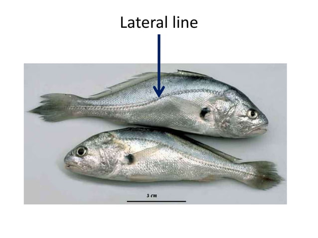 External morphology of fish | PPTX