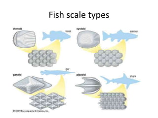 External morphology of fish | PPTX