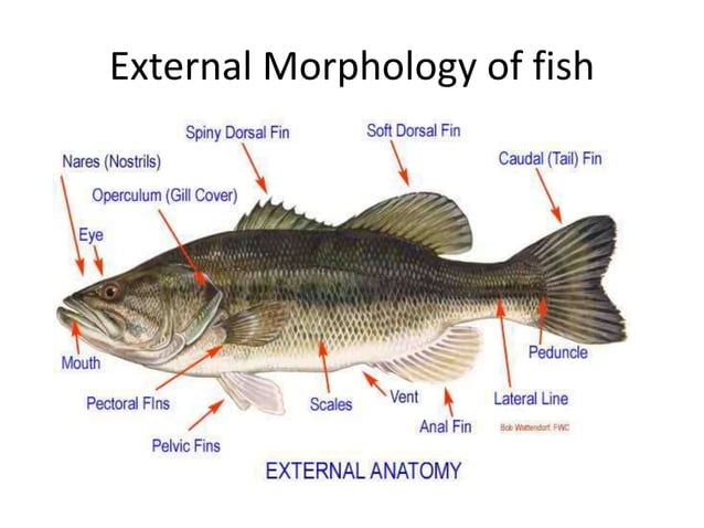 External morphology of fish | PPT