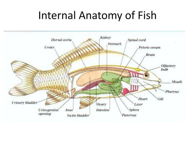 External morphology of fish | PPT