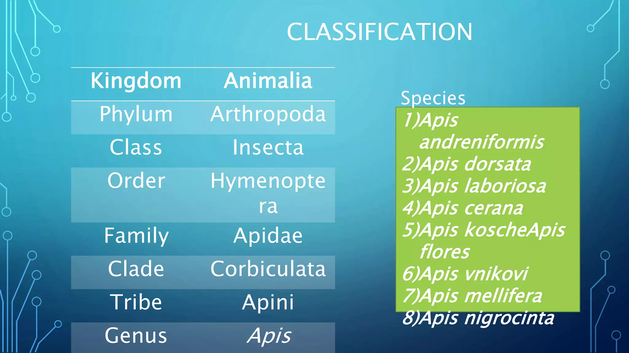 External morphology of honey bee | PPTX