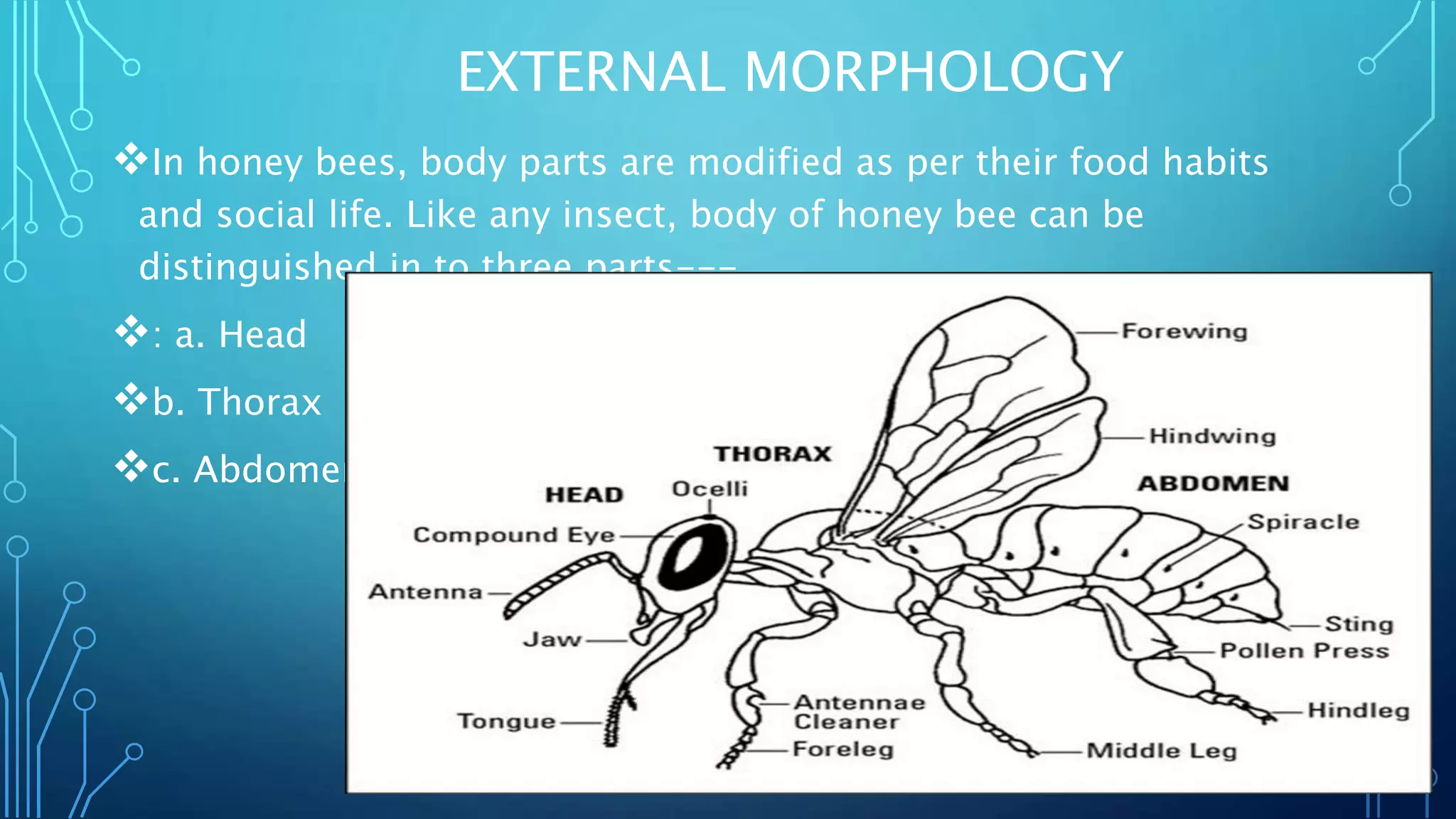 External morphology of honey bee | PPTX