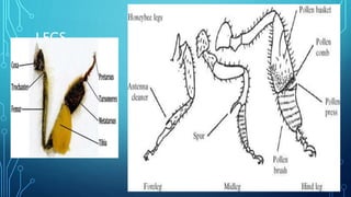 External morphology of honey bee | PPTX