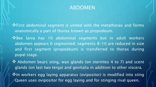 External morphology of honey bee | PPTX