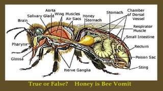 External morphology of honey bee | PPTX