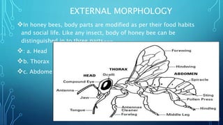 External morphology of honey bee | PPTX