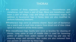 External morphology of honey bee | PPTX