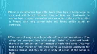 External morphology of honey bee | PPTX
