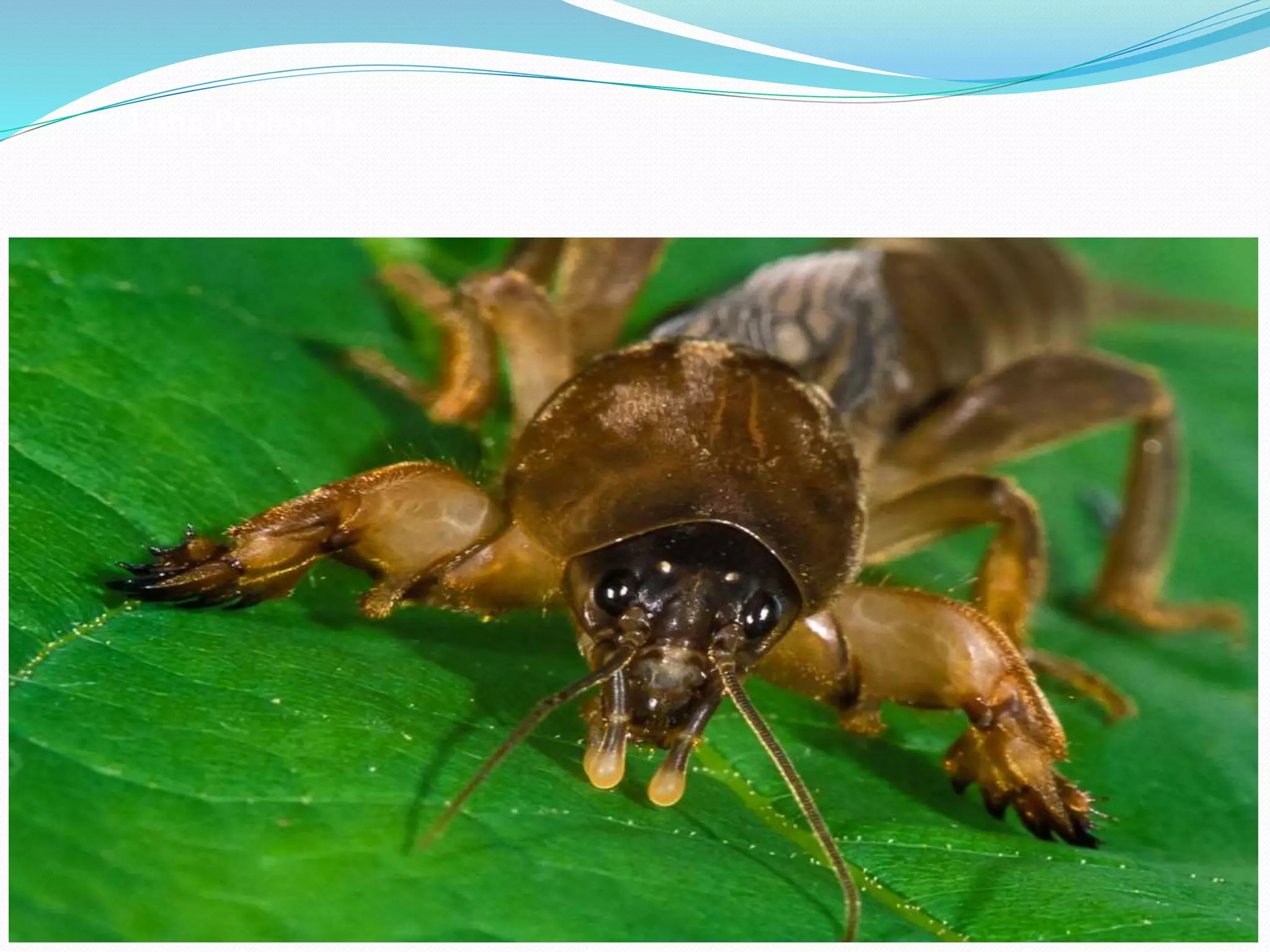 External Morphology of Red Cotton Bug.pptx