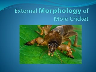 External Morphology of Red Cotton Bug.pptx