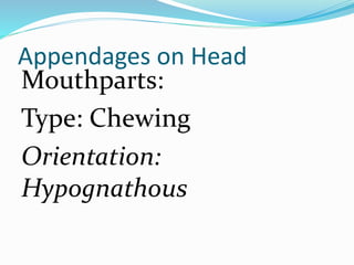 External Morphology of Red Cotton Bug.pptx