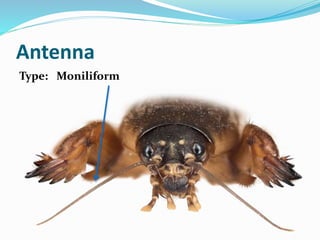 External Morphology of Red Cotton Bug.pptx