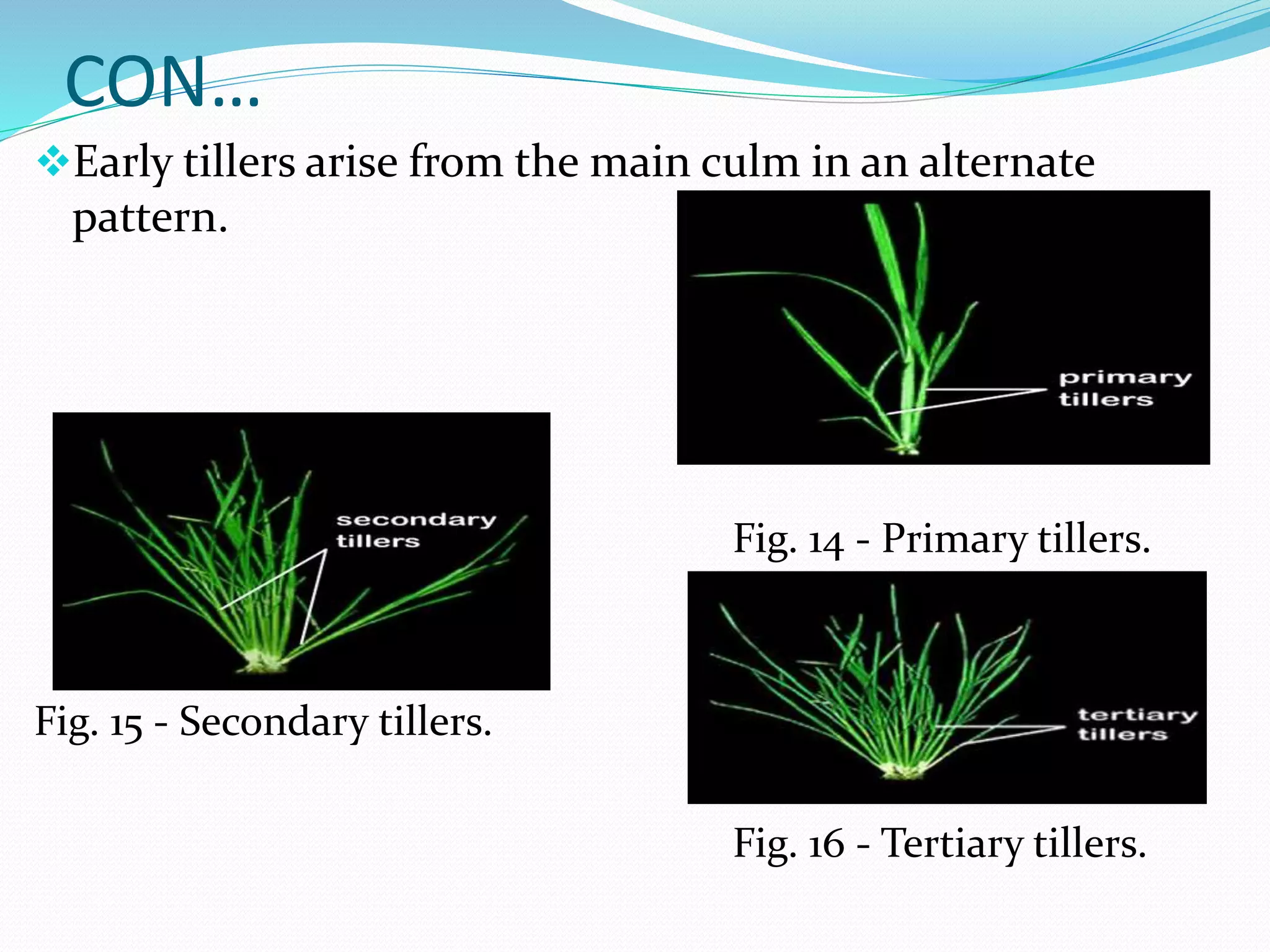 External morphology of rice | PPTX