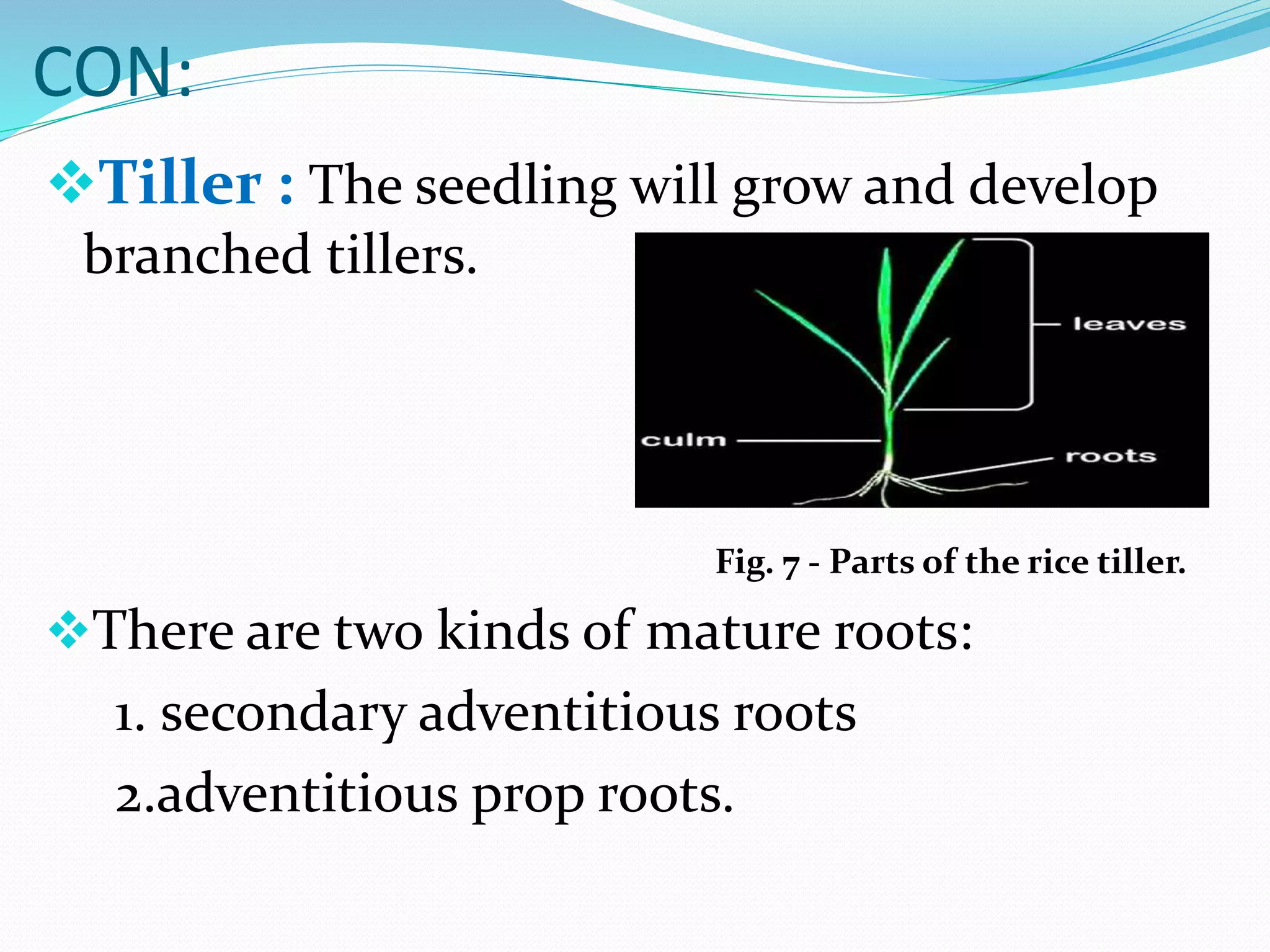 External morphology of rice | PPTX