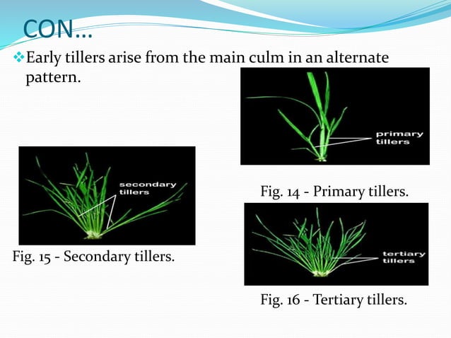 External morphology of rice | PPTX | Gardening | Home & Garden