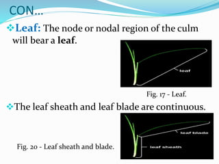 External morphology of rice | PPTX