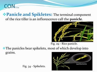 External morphology of rice | PPTX