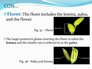 External morphology of rice | PPTX