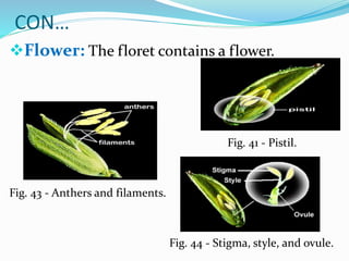 External morphology of rice | PPTX