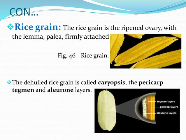 External morphology of rice | PPTX | Gardening | Home & Garden