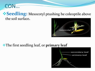 External morphology of rice | PPTX