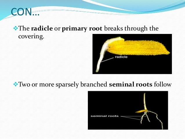 External morphology of rice
