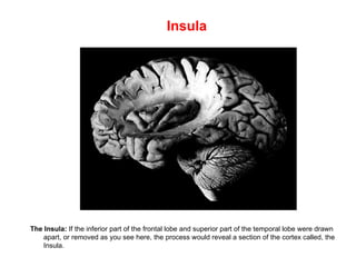 External Morphology Of The Cerebrum | PPT