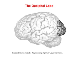 External Morphology Of The Cerebrum | PPT