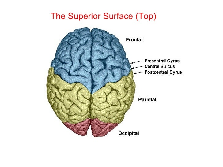 External Morphology Of The Cerebrum