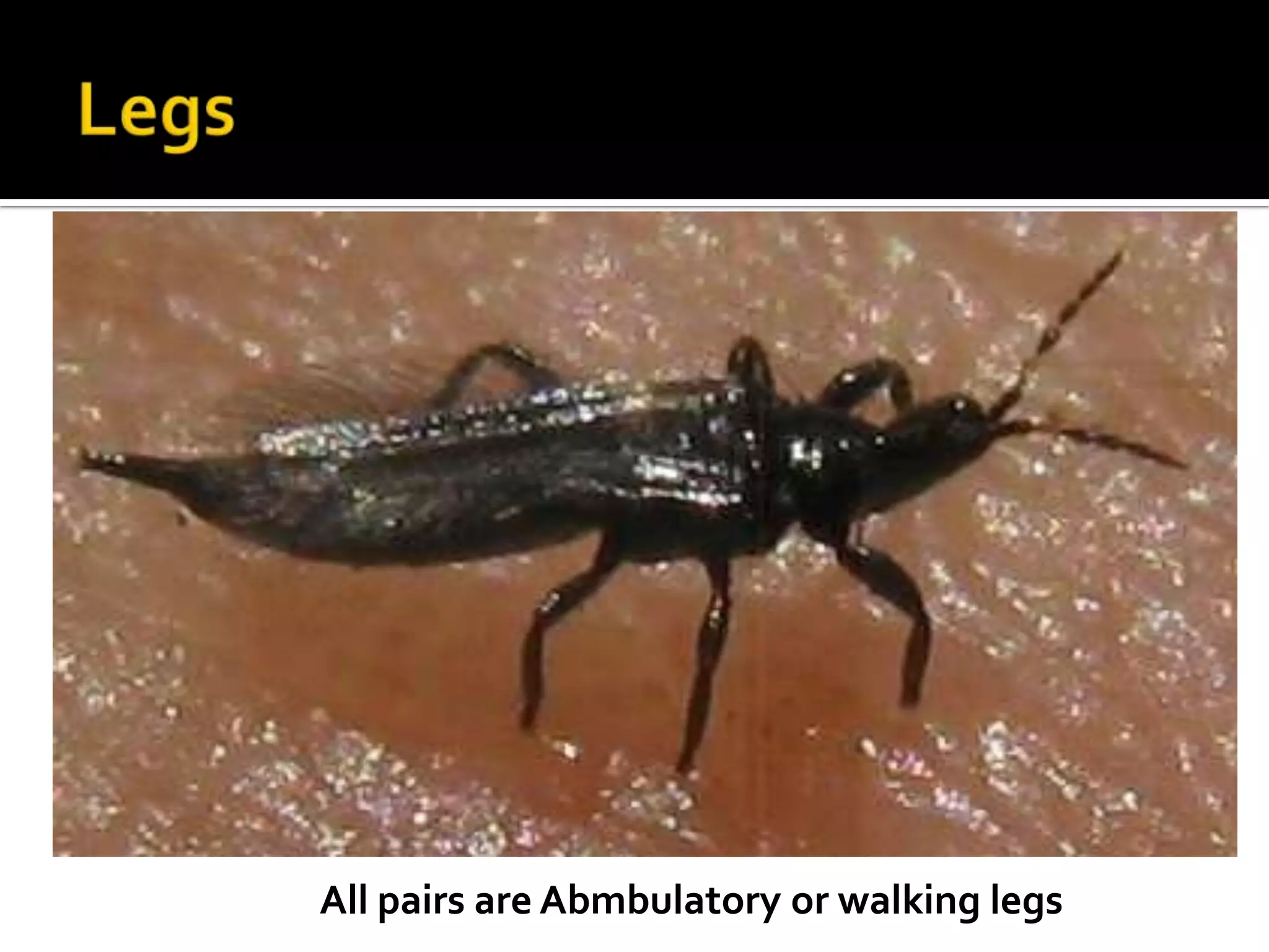 External Morphology of Thrips by M.Salman | PPTX