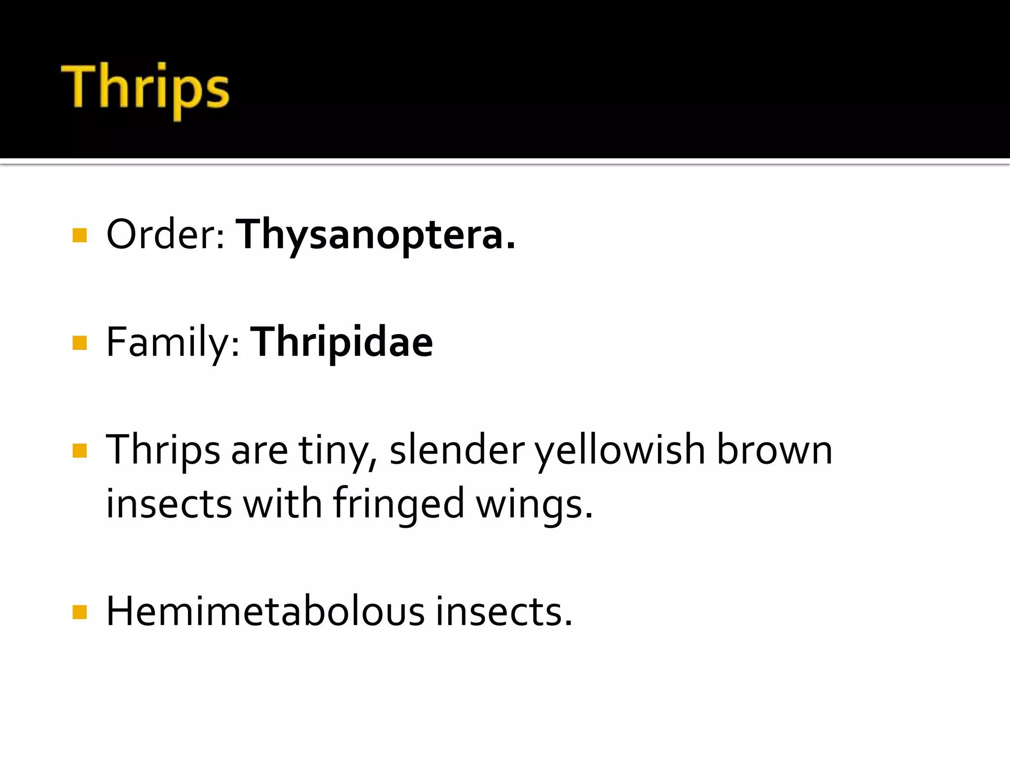 External Morphology of Thrips by M.Salman | PPTX