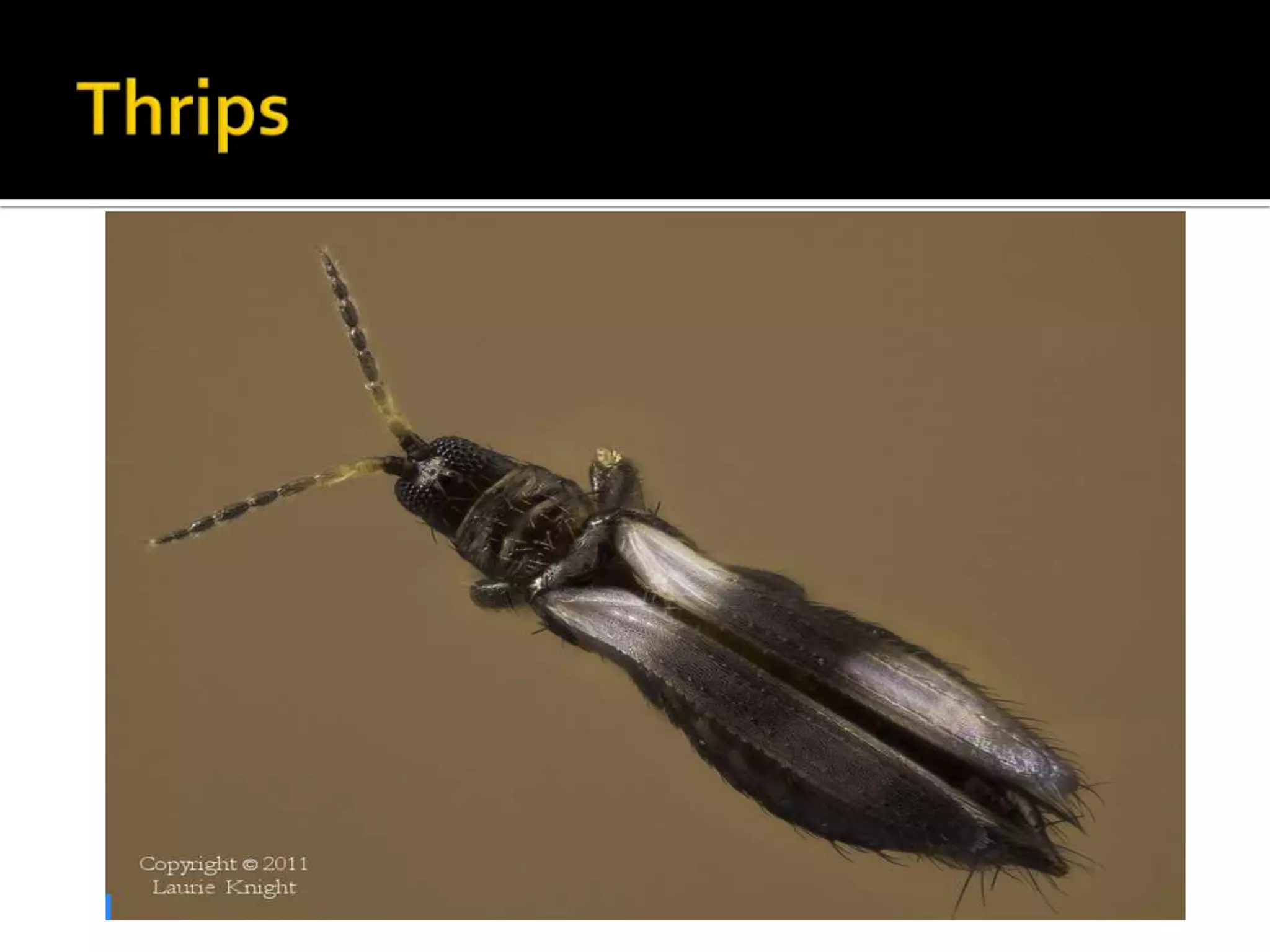 External Morphology of Thrips by M.Salman | PPTX