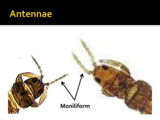 External Morphology of Thrips by M.Salman | PPTX